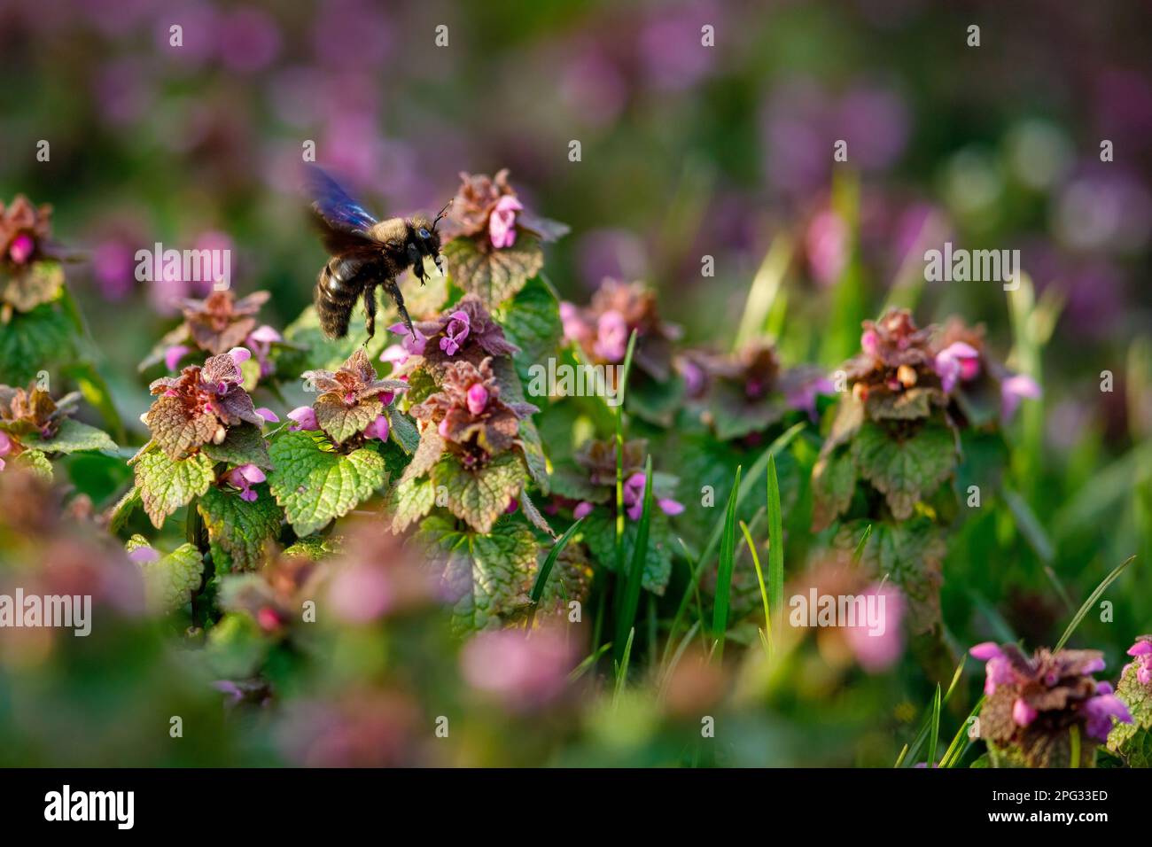 Abeille charpentière bleue Banque de photographies et d’images à haute ...