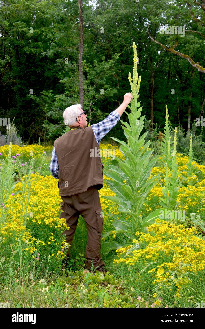 Comparaison de la taille des fleurs Banque de photographies et d’images ...