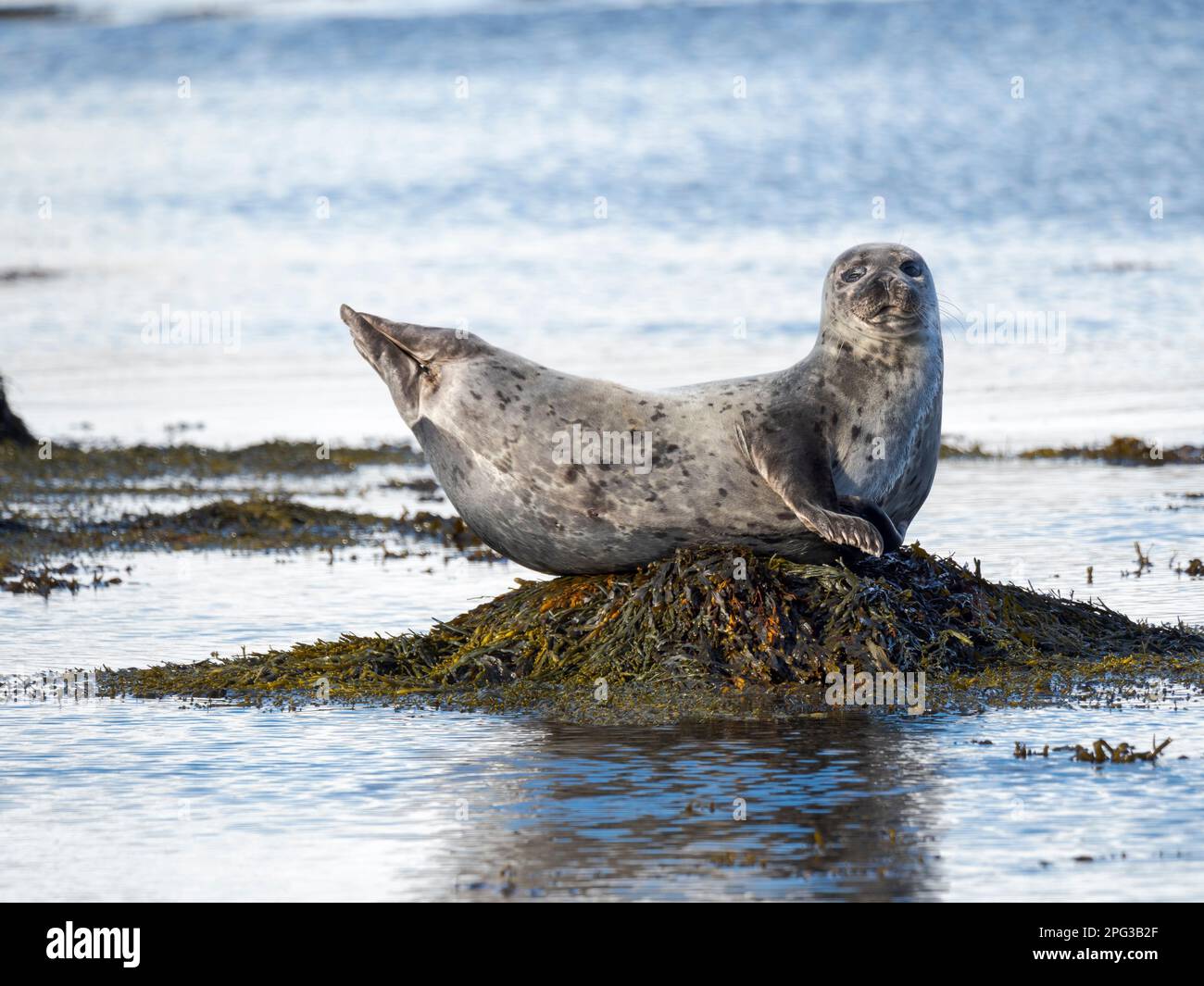Strandir region Banque de photographies et d’images à haute résolution ...