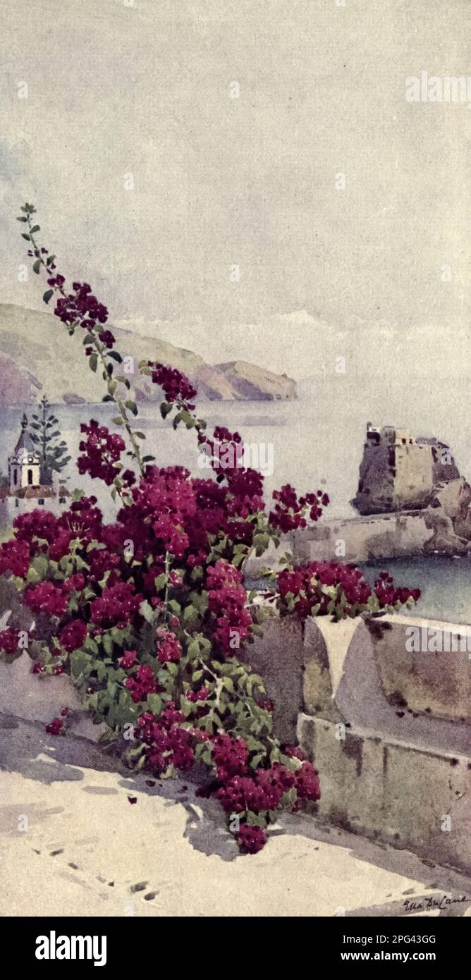 Loo Rock, Funchal peint par Ella du Cane à partir du livre « les fleurs ...