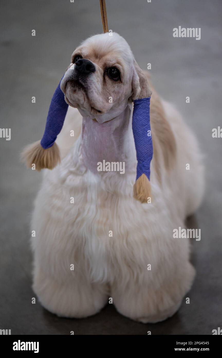 Show cocker Banque de photographies et d’images à haute résolution - Alamy