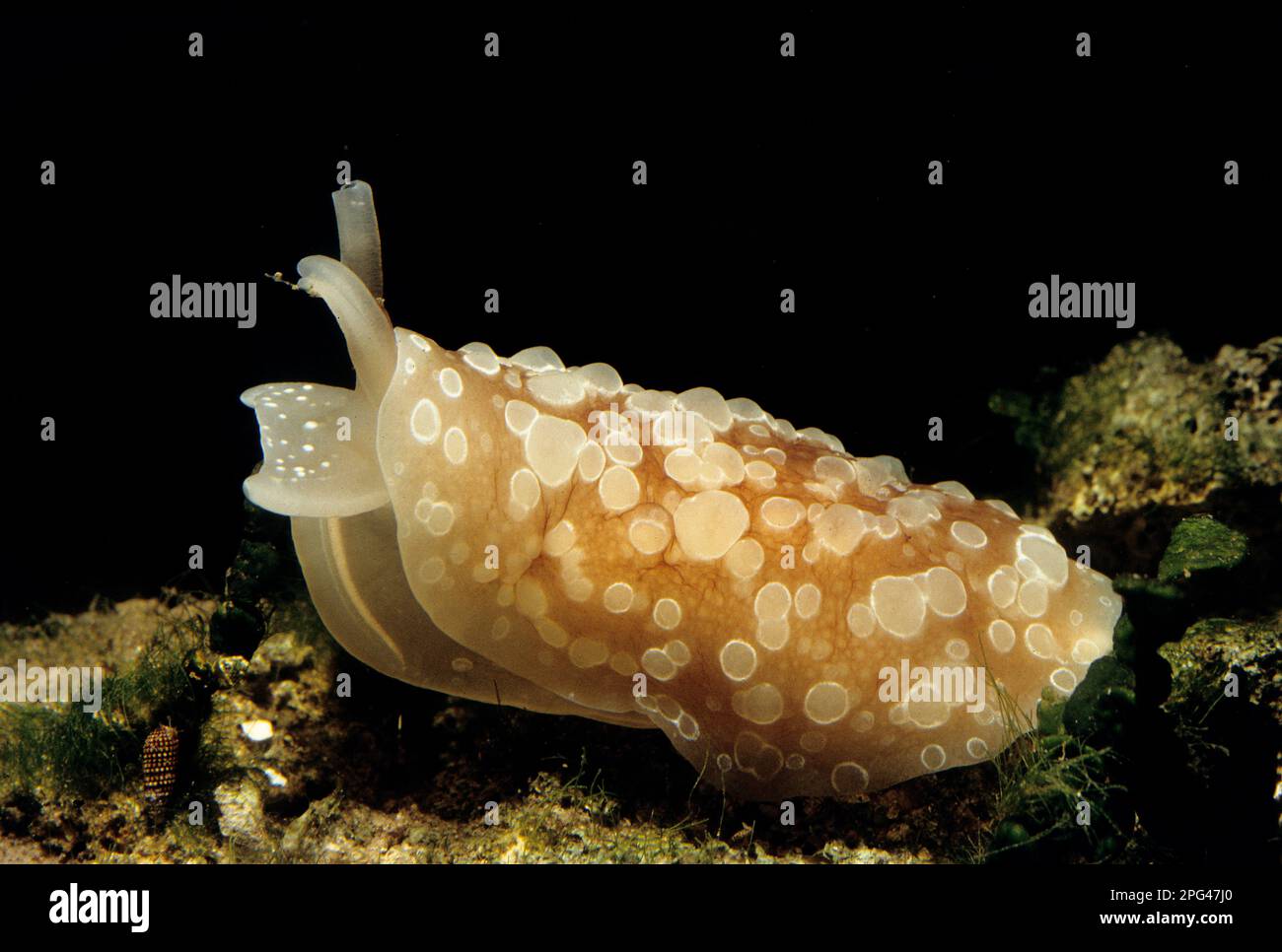Molluschi marini mediterranei Banque de photographies et d’images à ...