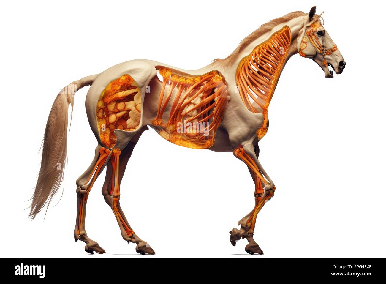 Equine anatomy Banque de photographies et d’images à haute résolution ...