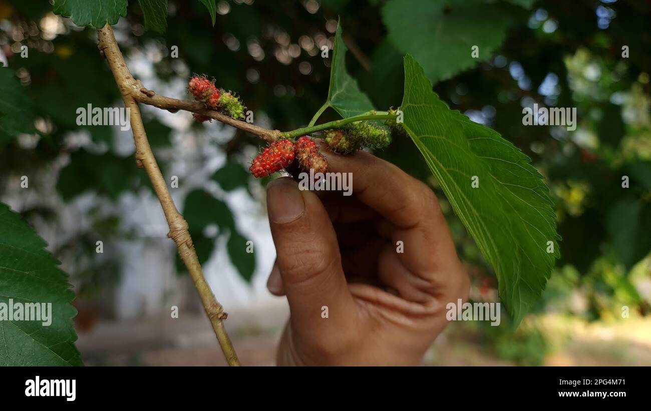 Papillotier de mûrier. Les mûres sont des baies colorées qui sont ...