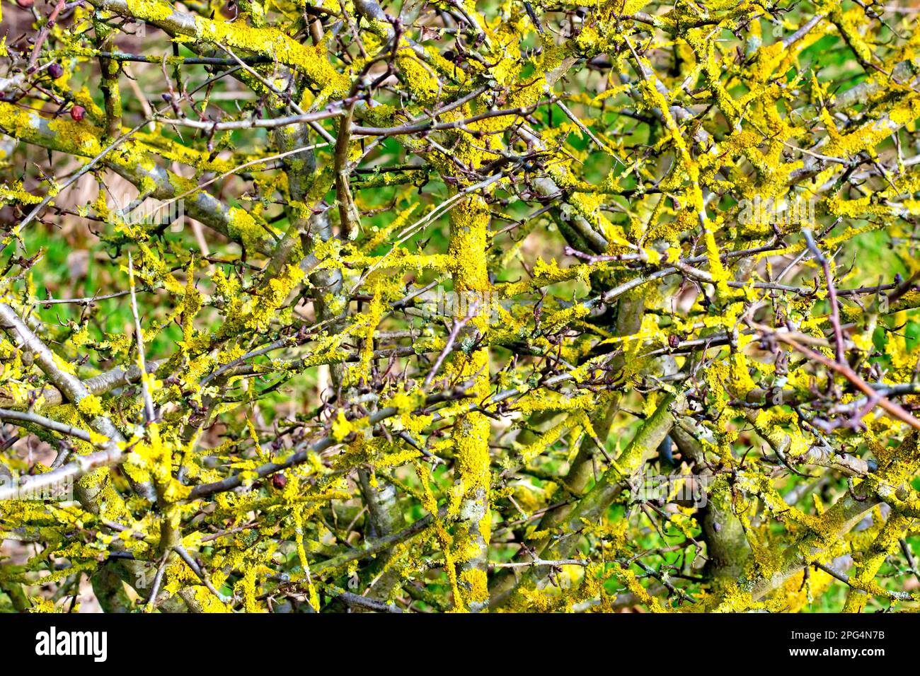 Gros plan sur le centre d'un petit arbre aubépine (crataegus monogyna ...
