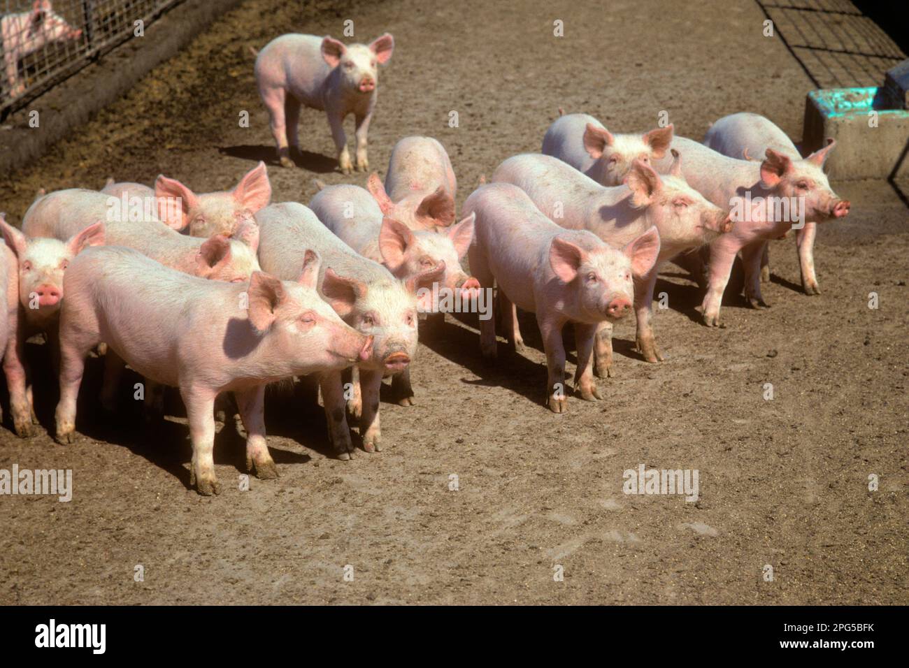 1990S UN CONDUIT OU UNE DÉRIVE DE JEUNES PORCS SUR UNE FERME PORCINE LE ...