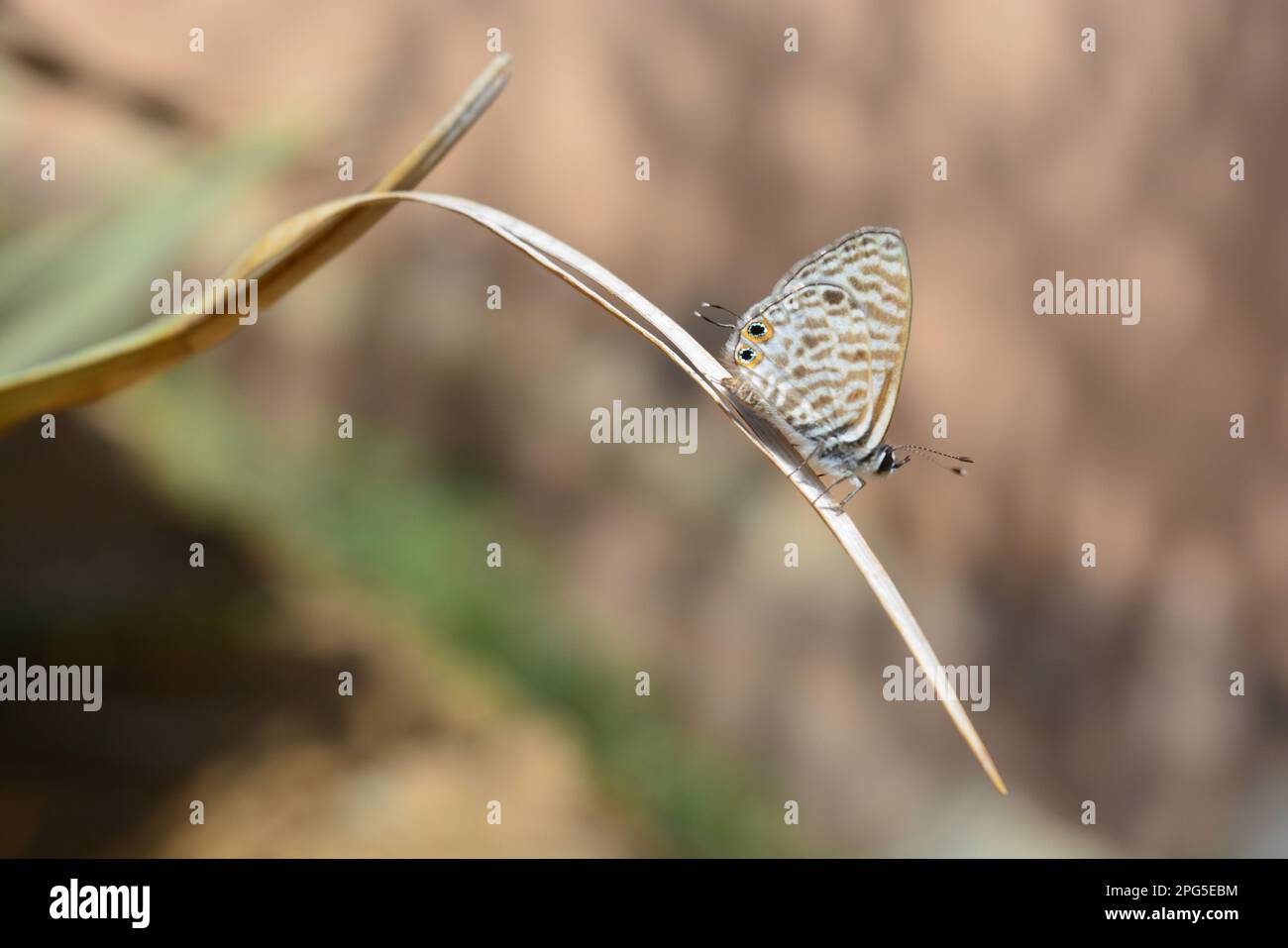 Beau papillon Banque de photographies et d’images à haute résolution ...