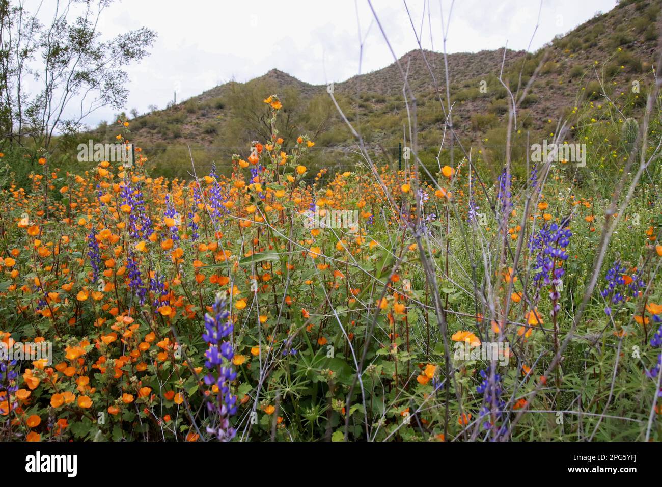 Fleurs sauvages en fleur le long de la Bush Highway à Mesa, Arizona, le ...
