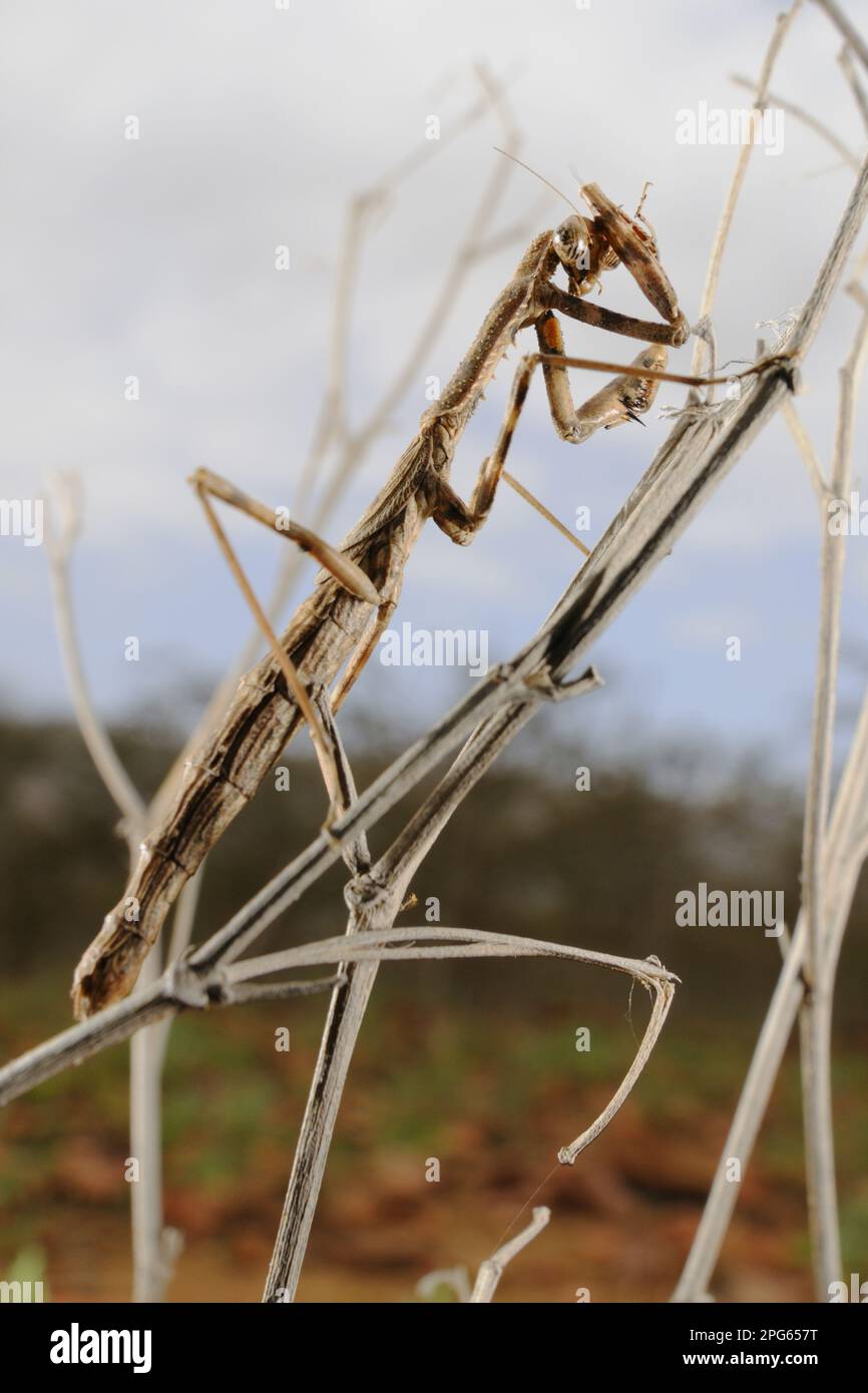 Mante arabe Banque de photographies et d’images à haute résolution - Alamy
