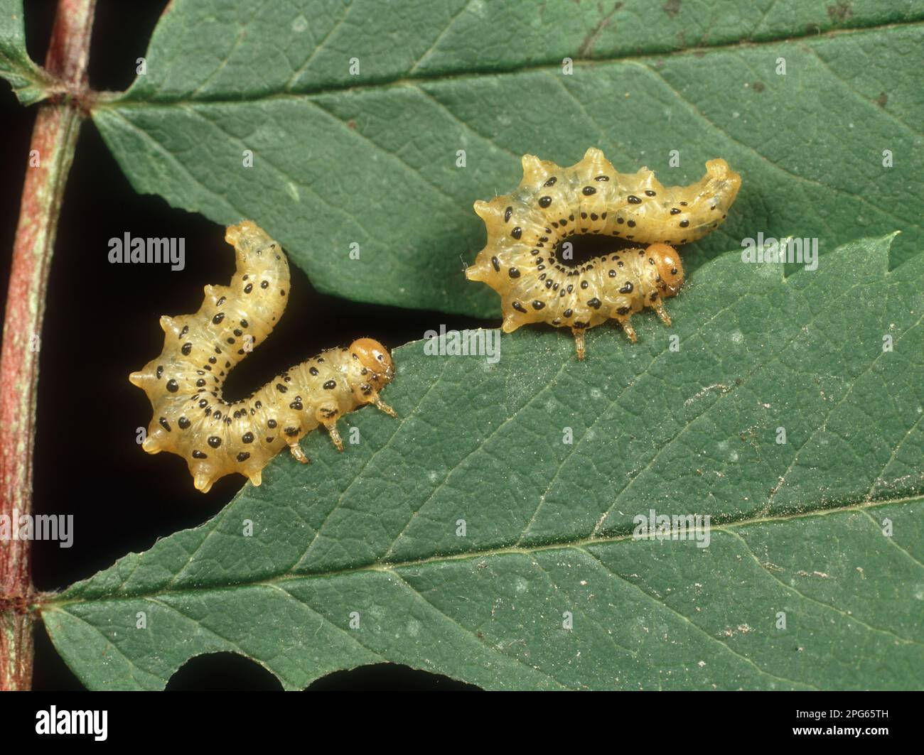 Les larves de la mouche à scie (Pristiphora geniculata) de Rowan ...