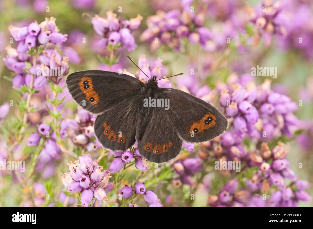 Scotch argus (Erebia aethiops), Fritary de la moor de la forêt, Fritary ...