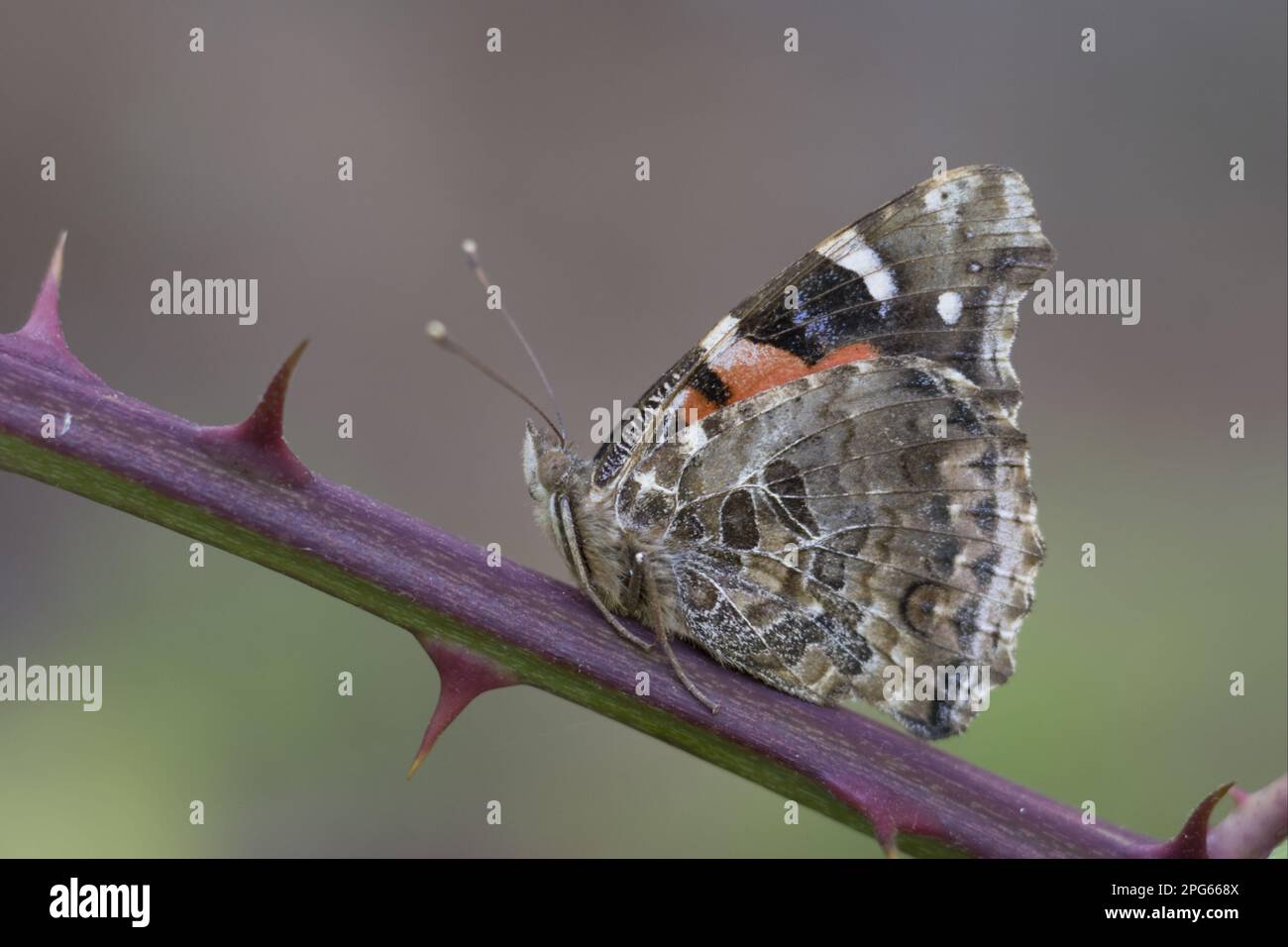 Vanessa vulcania Banque de photographies et d’images à haute résolution ...