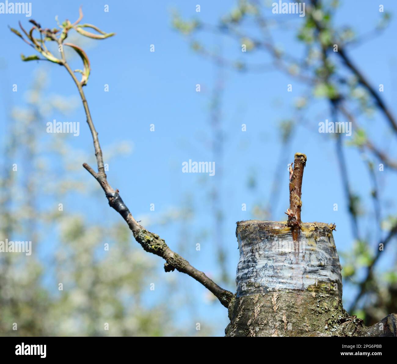 Arbre de poire à fruits à greffer gros plan. La greffe d'écorce est une ...