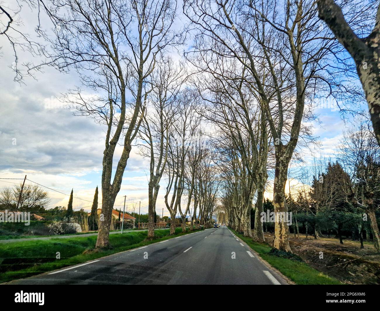 Route provinciale de style ancien bordée d'platanes, Bouches-du-Rhône ...
