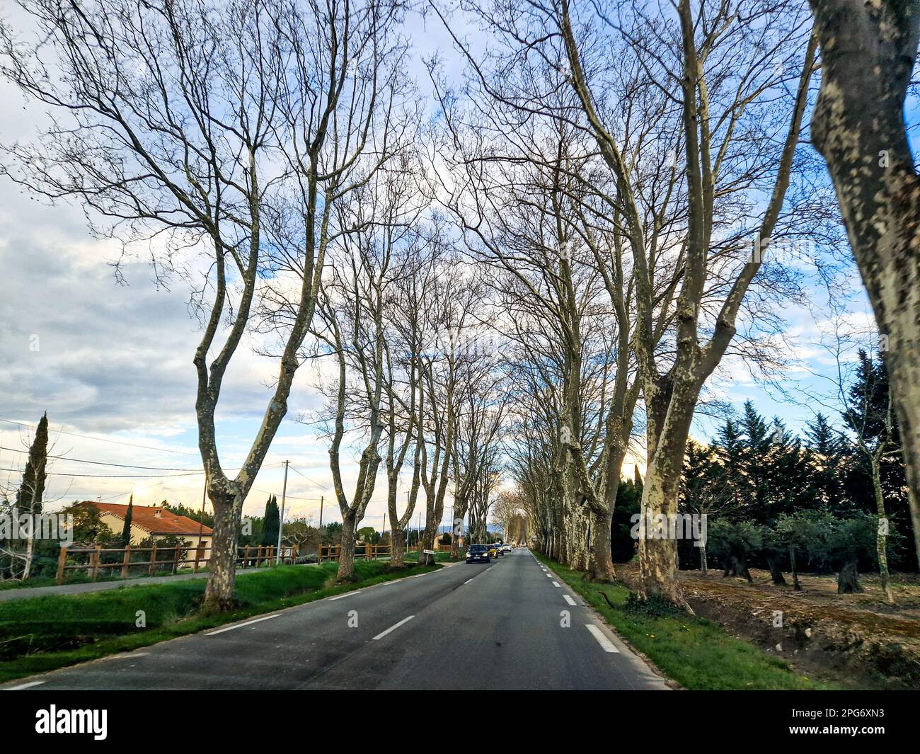 Route provinciale de style ancien bordée d'platanes, Bouches-du-Rhône ...