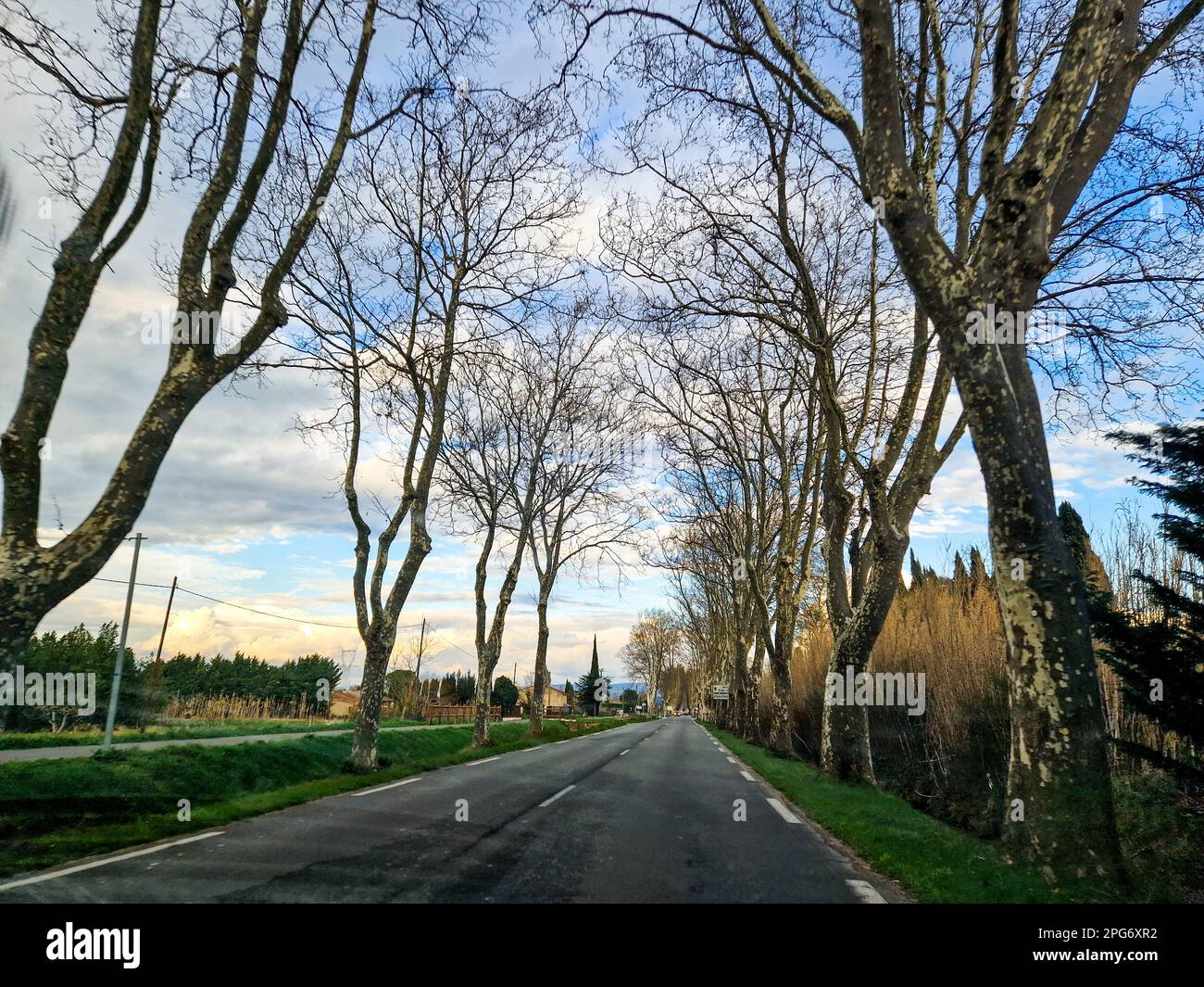Route provinciale de style ancien bordée d'platanes, Bouches-du-Rhône ...