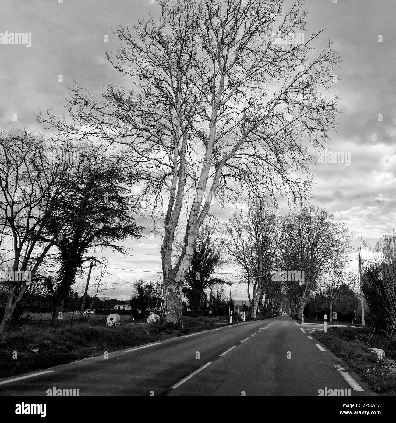 Route provinciale de style ancien bordée d'platanes, Bouches-du-Rhône ...
