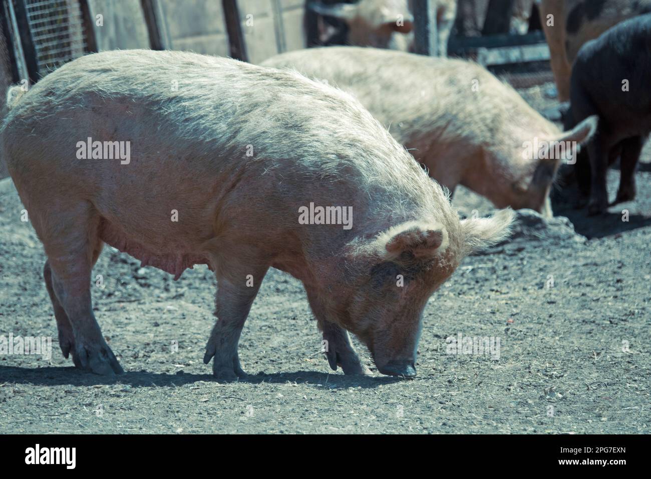 Élevage de porcs. Race blanche de porc steppe ukrainienne. Construction grossière, tolère une ...