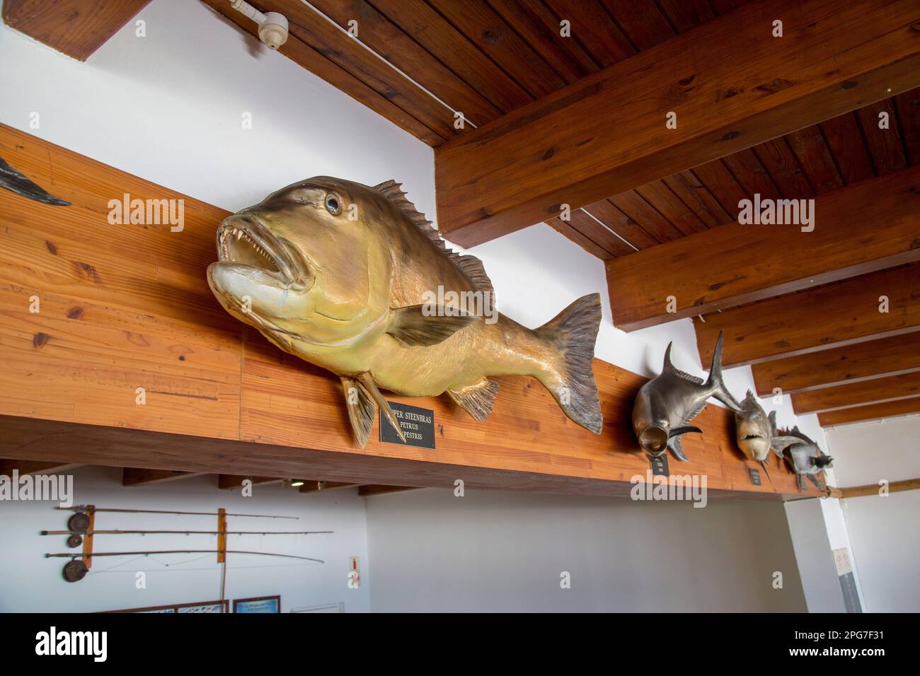 Petrus rupestris Banque de photographies et d’images à haute résolution ...