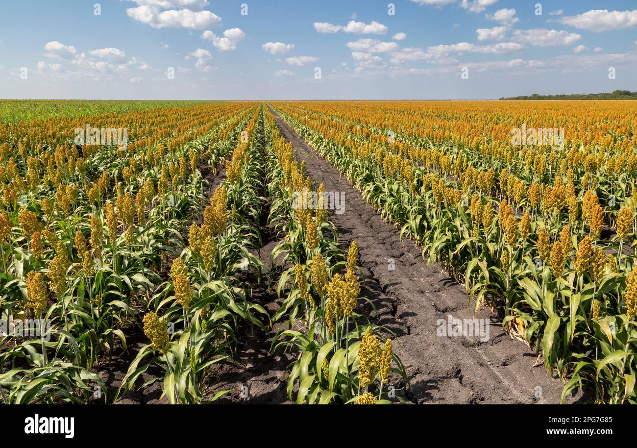 Grand champ de sorgho cultivé dans les zones arides de la région de ...