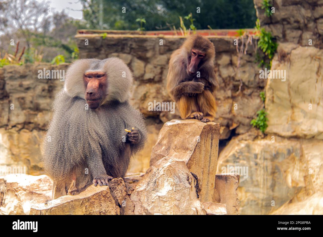 Reproduction des primates sauvages Banque de photographies et d’images ...