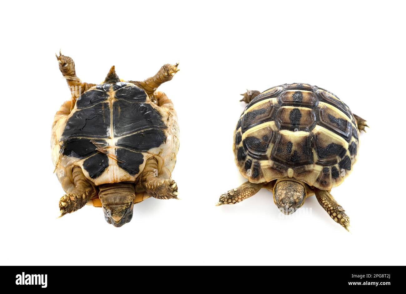 Tortue testudo hermanni boettgeri Banque d'images détourées - Alamy