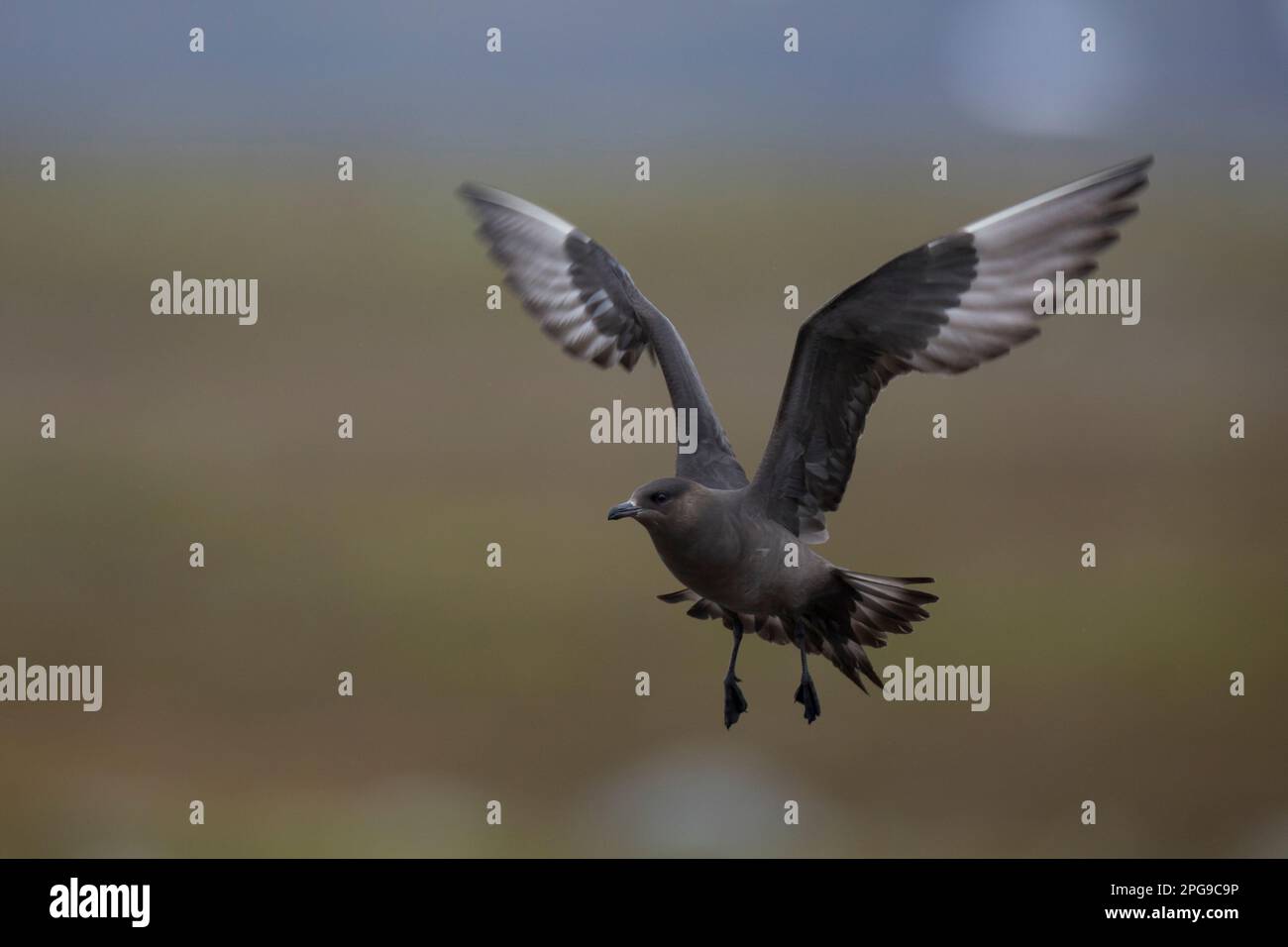 Le labbe parasite Banque de photographies et d’images à haute ...