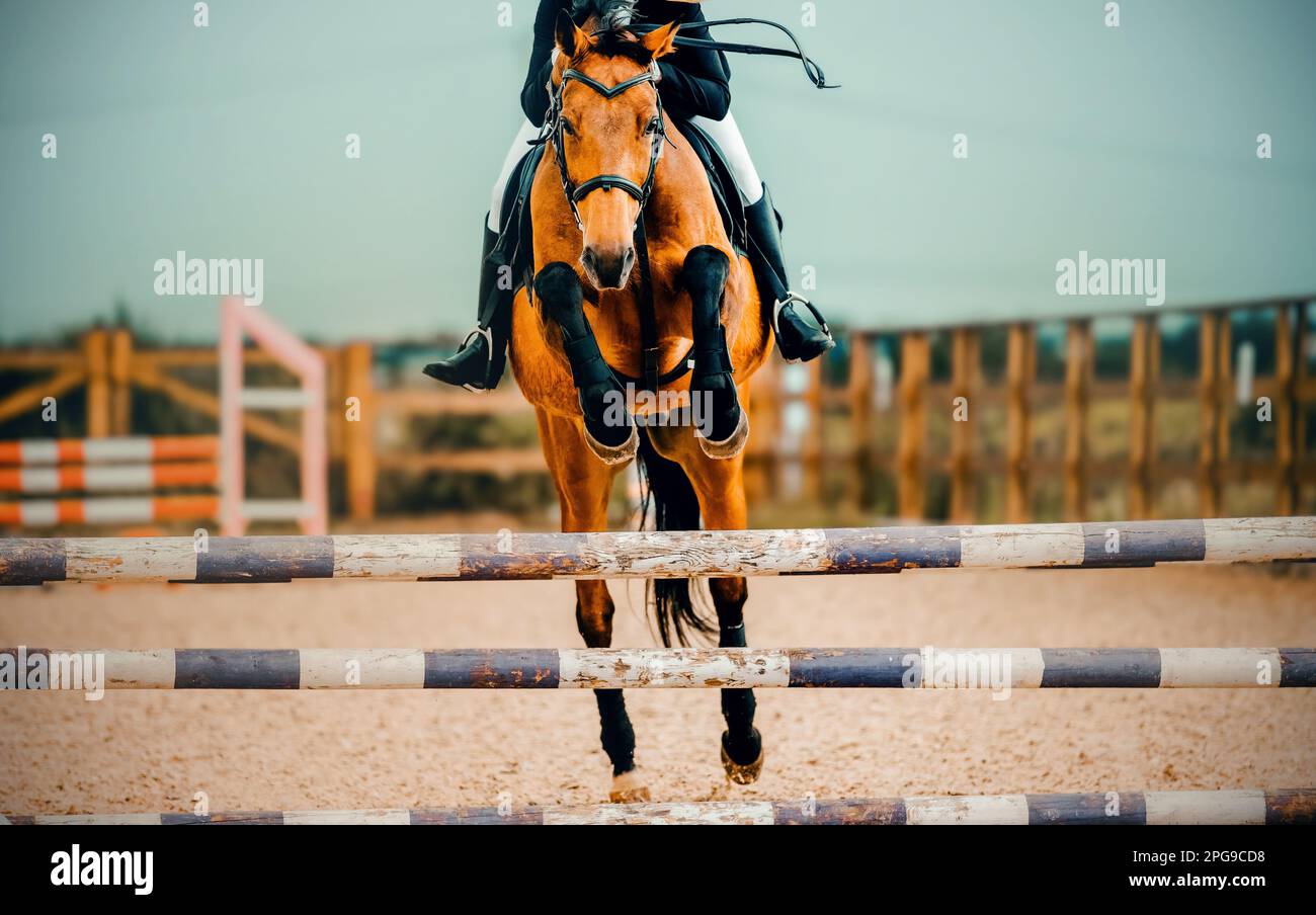 Un beau cheval de course de baie avec un cavalier dans la selle saute ...