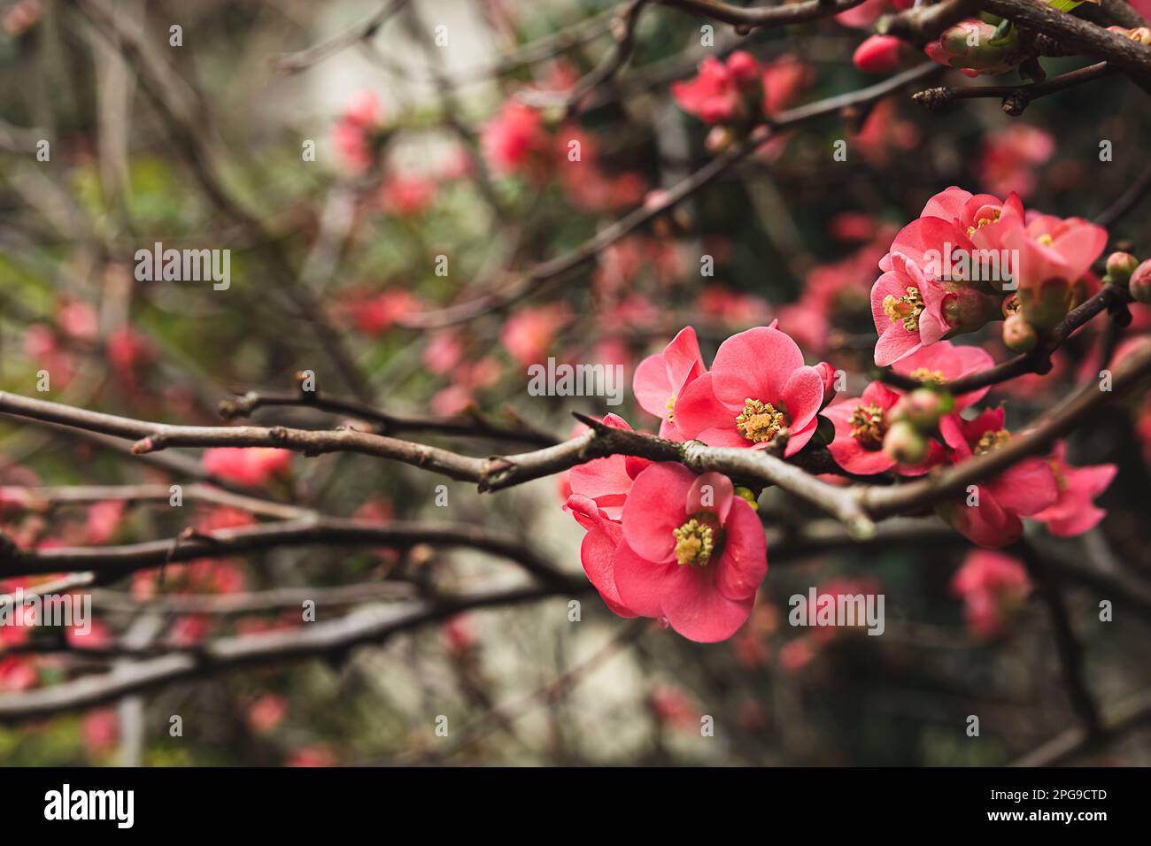 Fleurs chaenomeles japonica Banque de photographies et d’images à haute ...