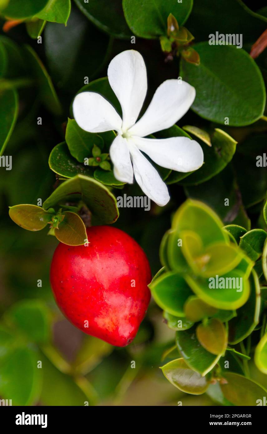 Carissa caradas fleur et fruit. Carissa Grandiflora. Carissa macrocarpa. Natal Plum Carisse ...