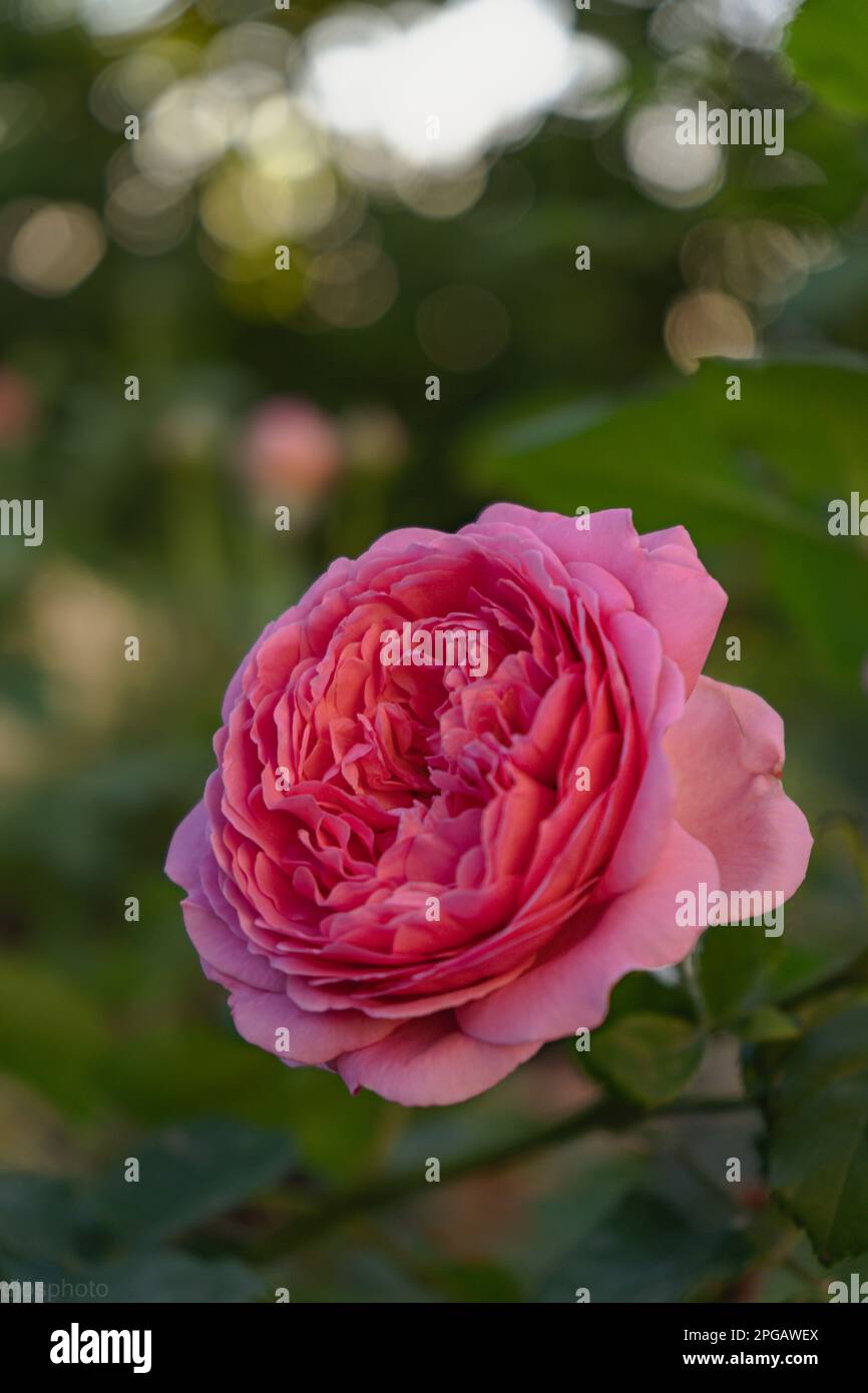 Fleurs roses jaunes et rouges dans un jardin mystique sur un mystérieux ...