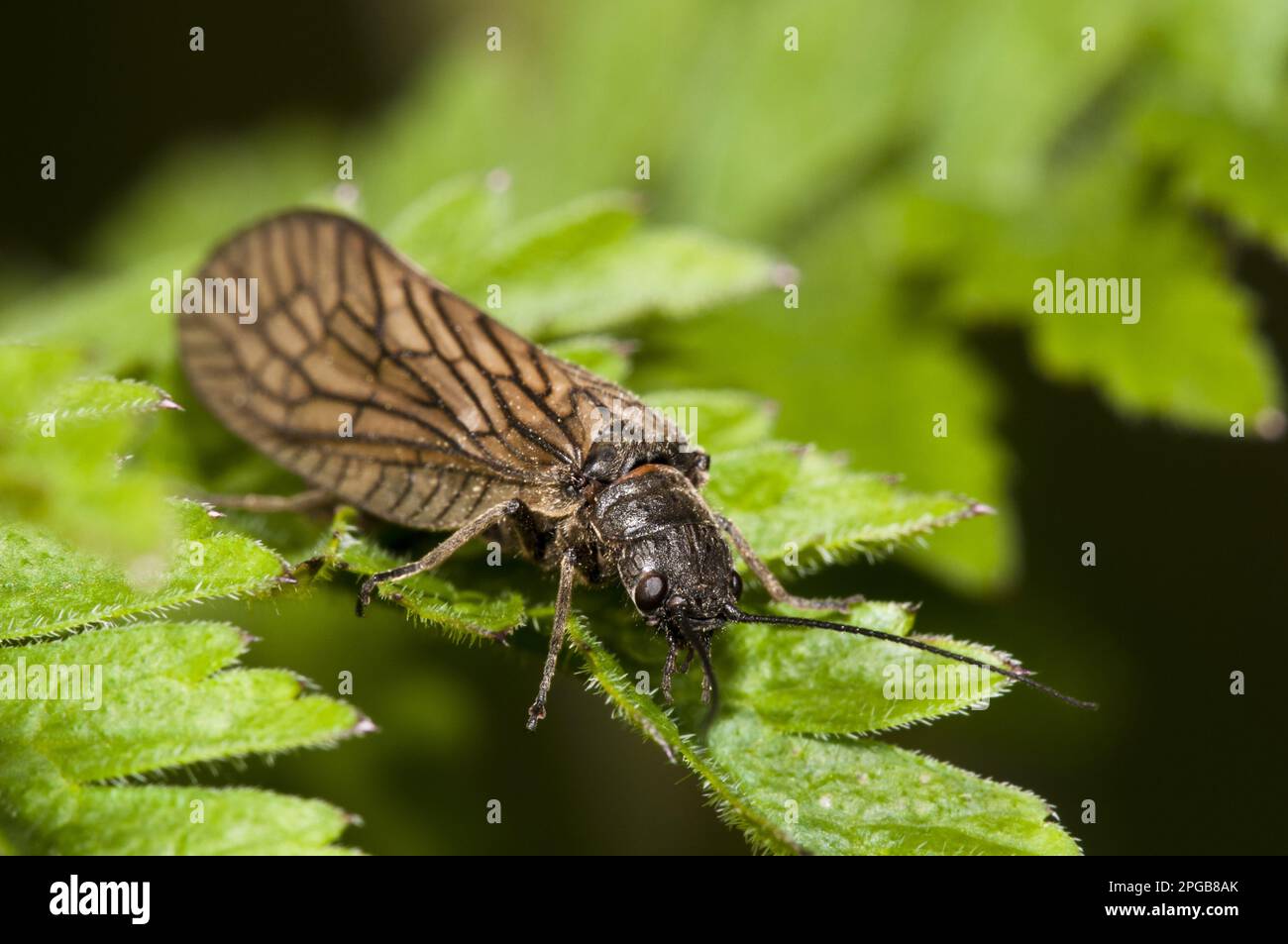 Water voles Banque de photographies et d’images à haute résolution - Alamy
