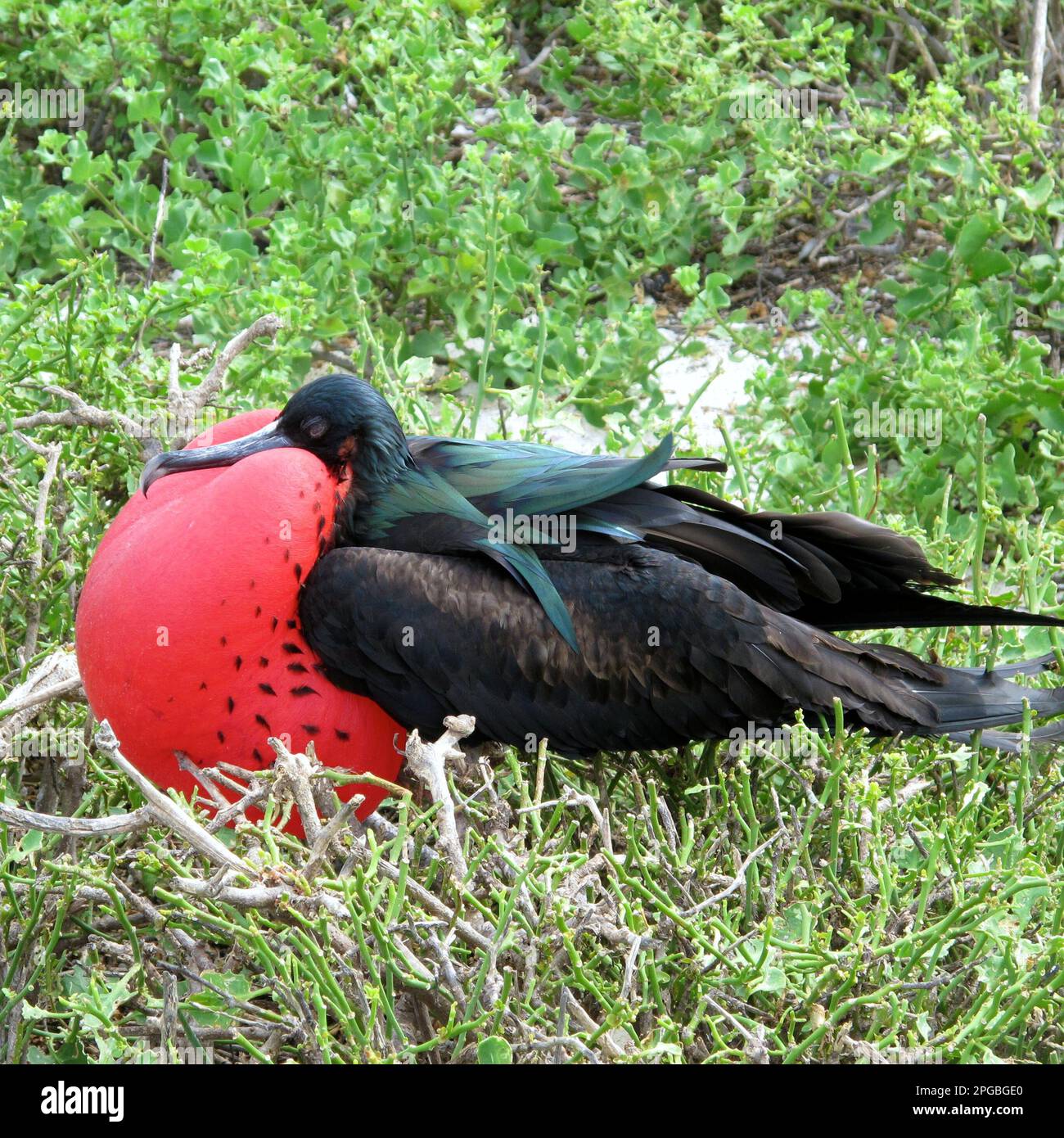 Male frigate bird Banque de photographies et d’images à haute ...