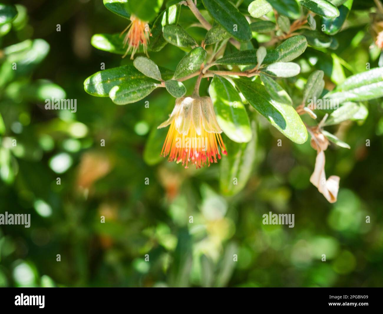 Vue rapprochée de la Rose de Dampier (Diplolaena dampieri), baie de ...