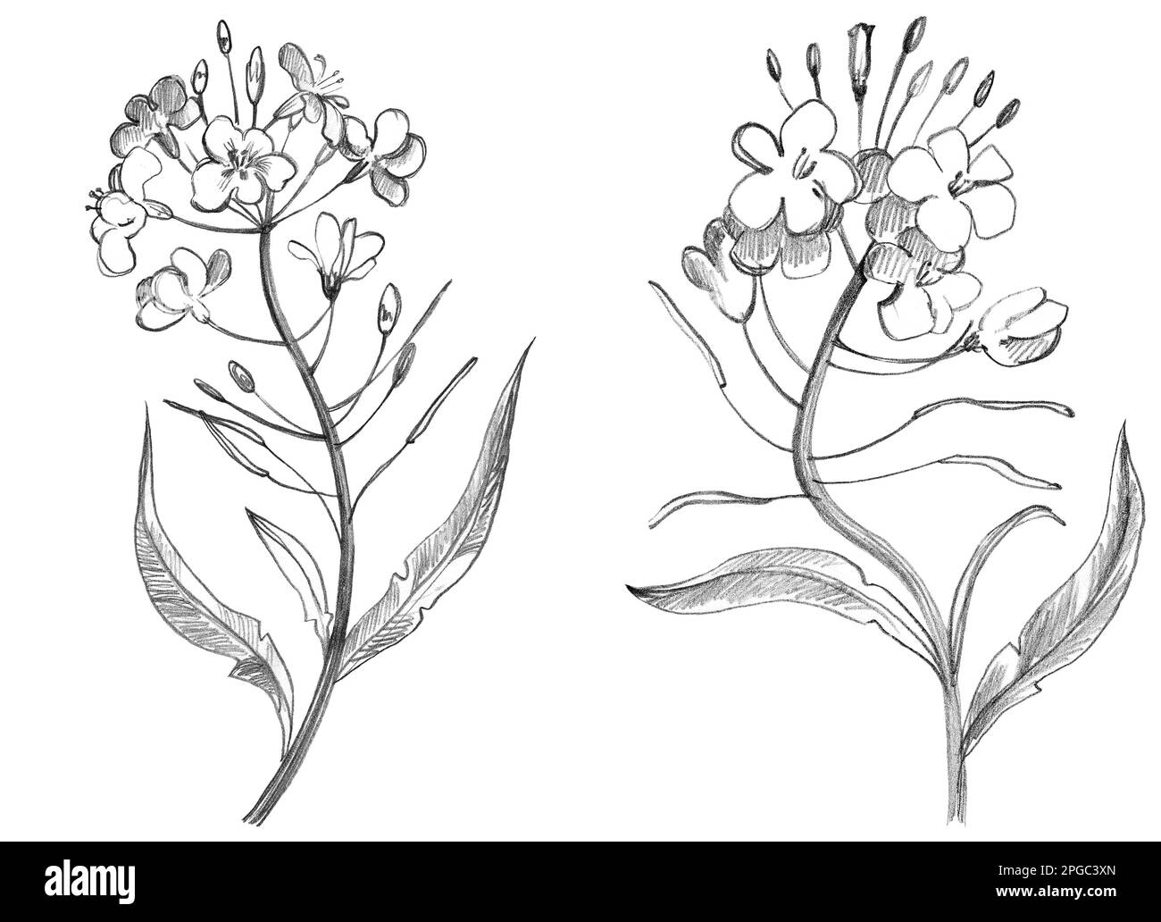Fleurs de canola, brunches, colza, illustration dessinée à la main sur fond blanc, croquis noir ...