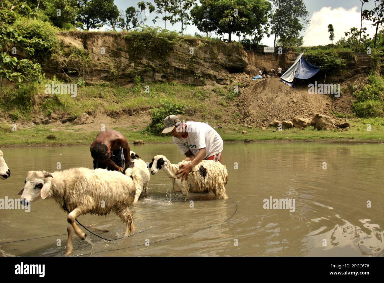 Les villageois baignent des moutons sur un petit étang à Sunggun ...