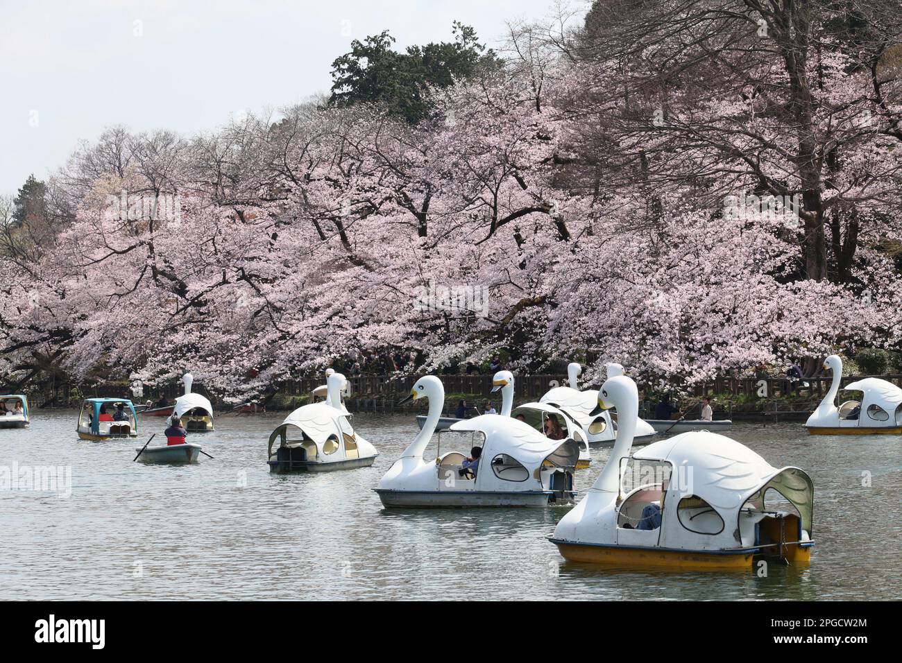 Tokyo, Japon. 22nd mars 2023. Les gens apprécient de faire du bateau de ...