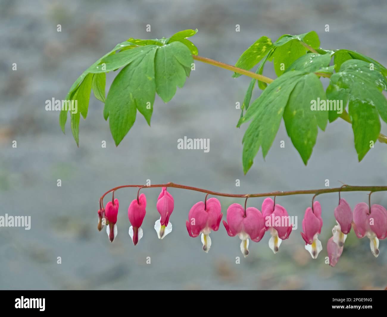 Cœur enflammé Banque de photographies et d’images à haute résolution ...