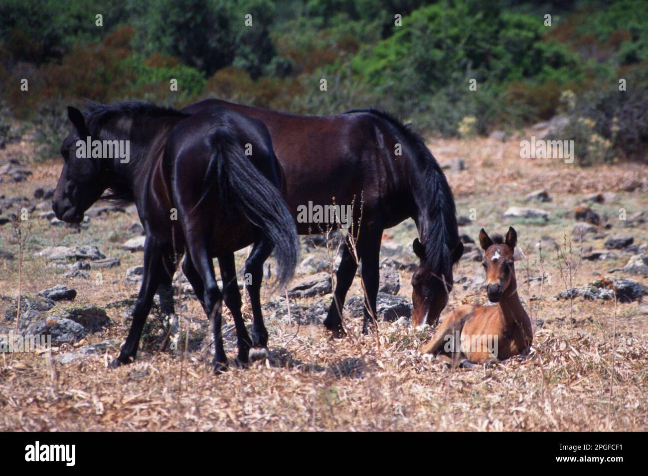 Cheval sarde anglo arabe Banque de photographies et d’images à haute ...