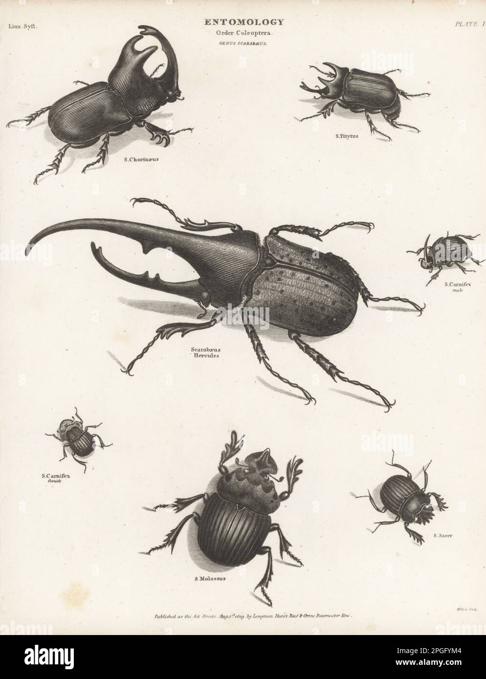 Hercules, Dynastes hercules (Scarabeus hercules), rhinocéros, Enema pan ...