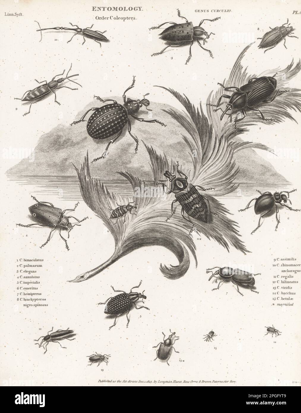 Espèces de charançon : Tournotaris bimaculata 1, charançon du palmier d ...