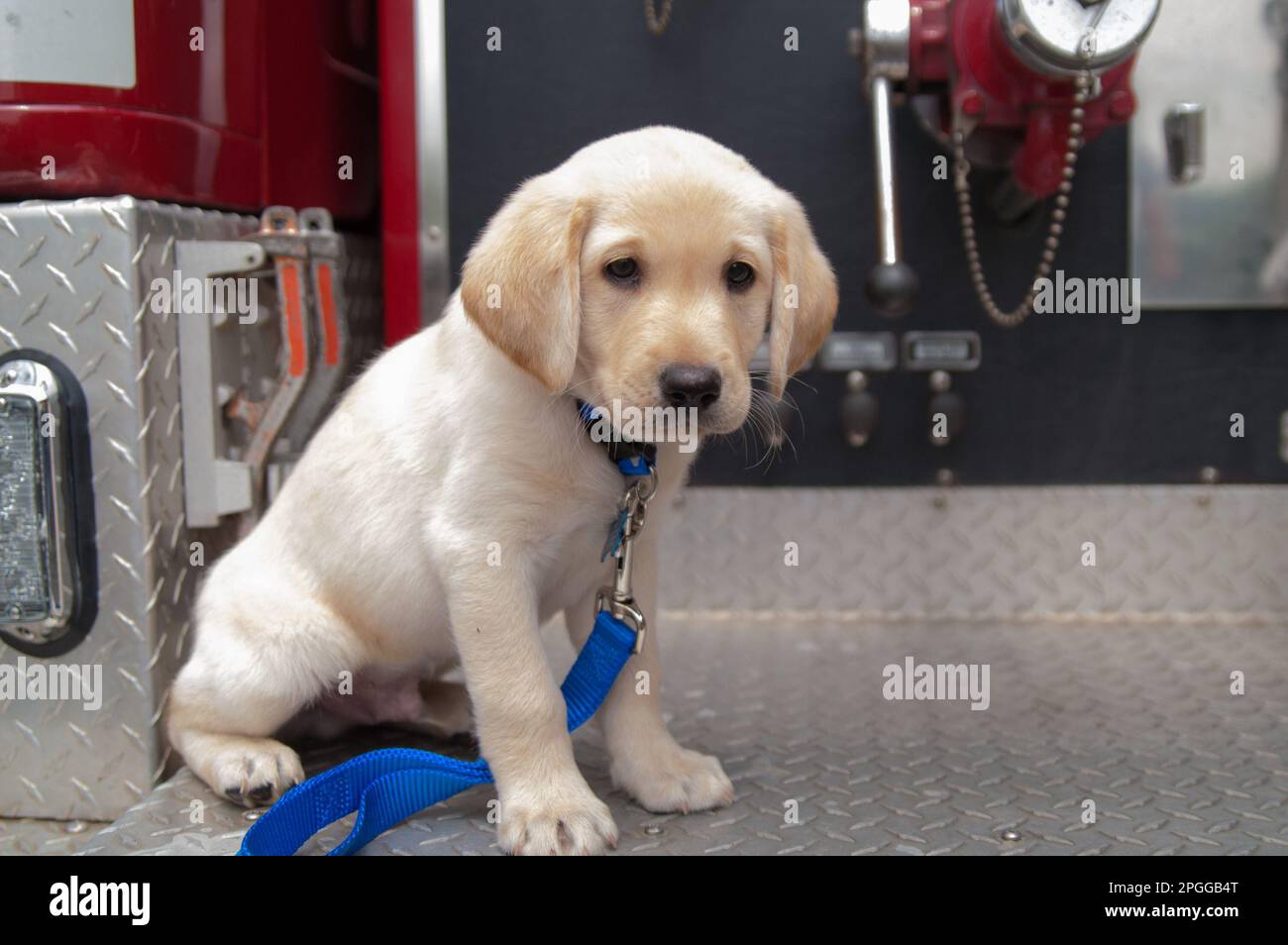 Camion de pompiers jaune Banque de photographies et d’images à haute ...