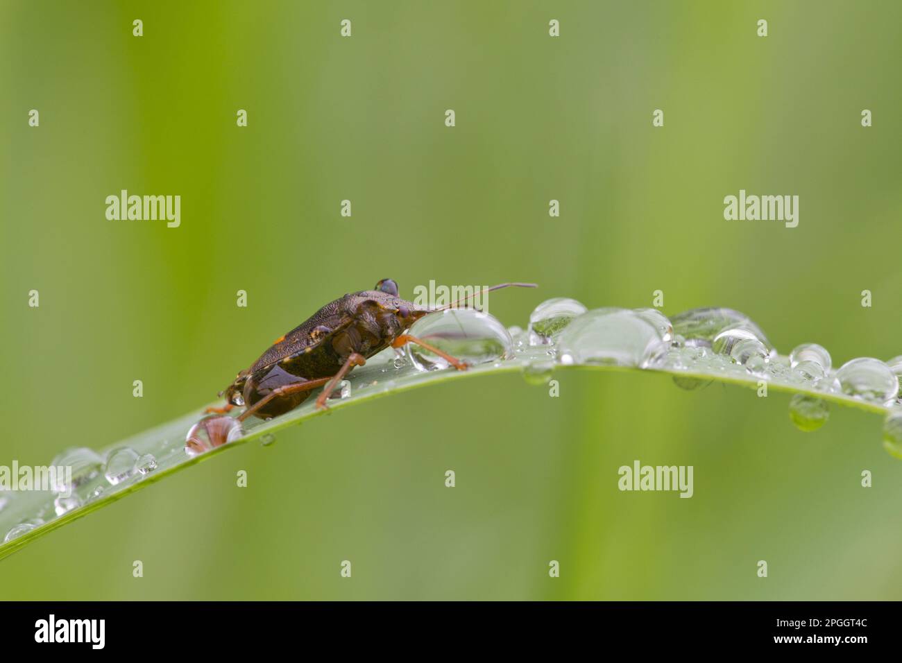 Arc pluvieux Banque de photographies et d’images à haute résolution - Alamy