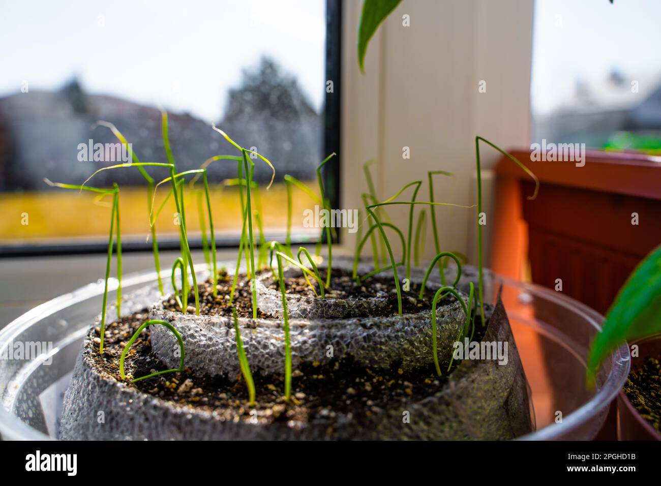 Oignon en germination Banque de photographies et d’images à haute ...