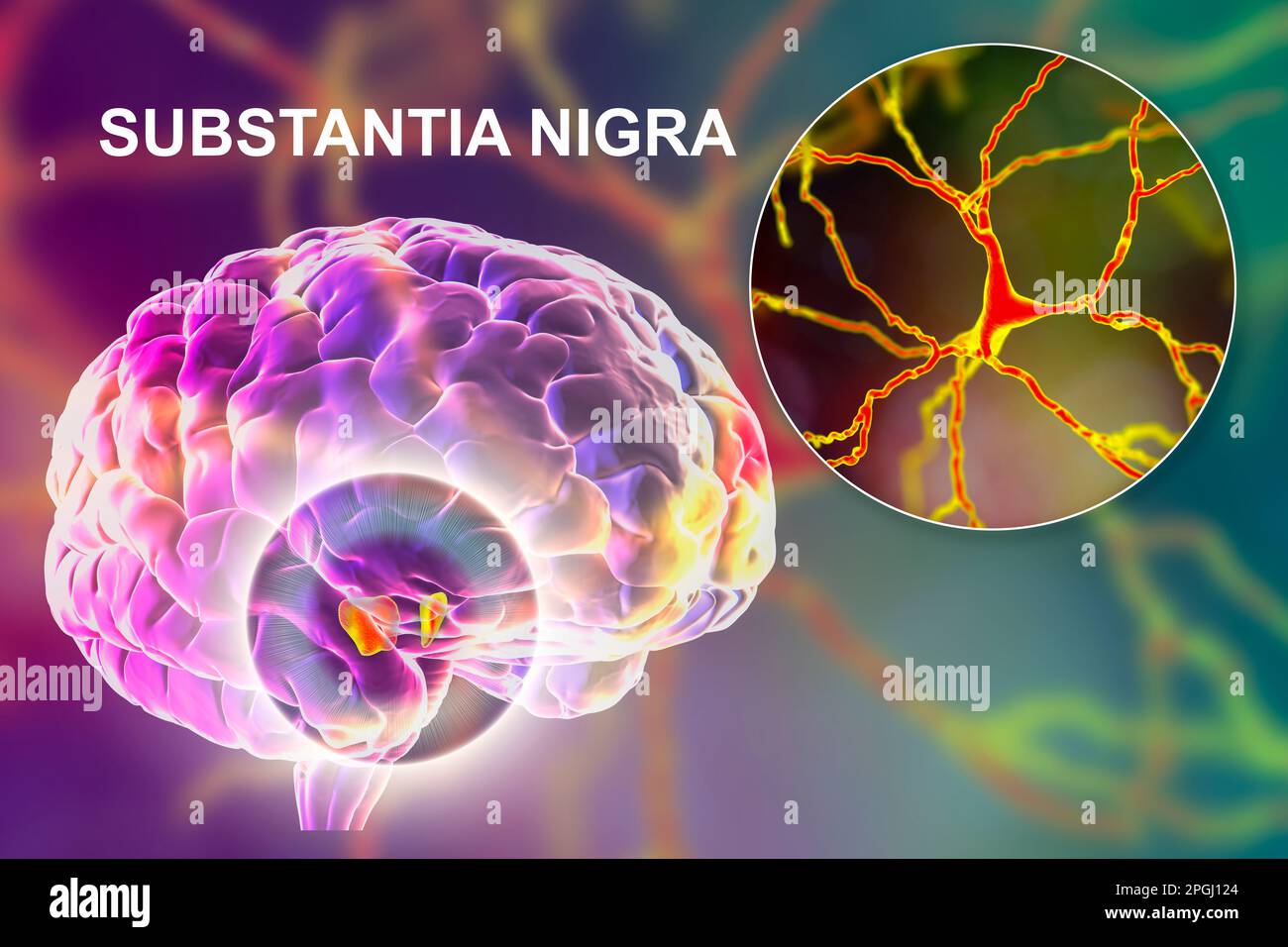 La substantia nigra. Illustration de l'ordinateur une substance noire d ...