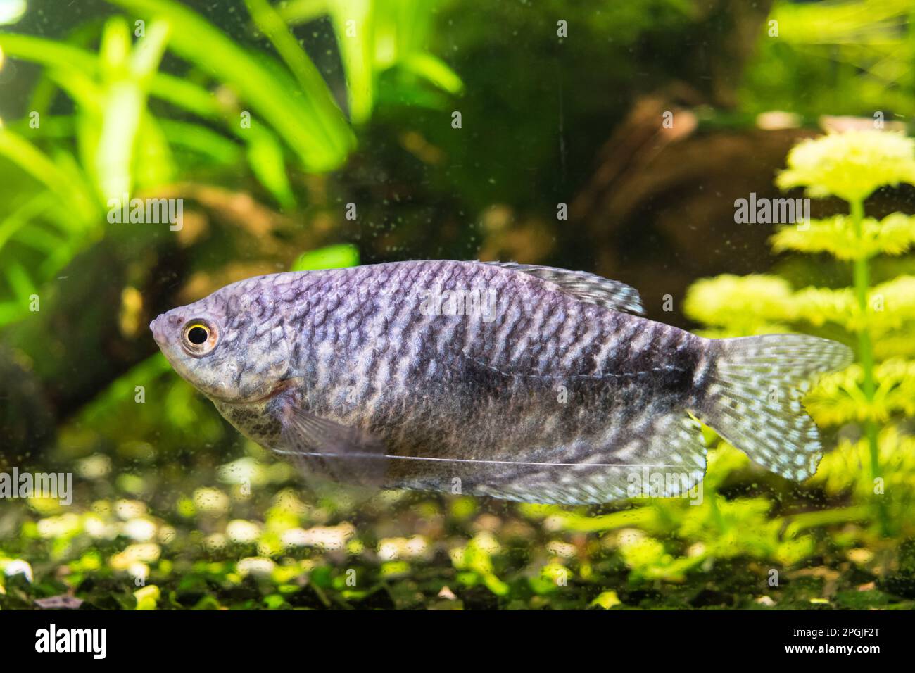 Three spot gourami Banque de photographies et d’images à haute ...