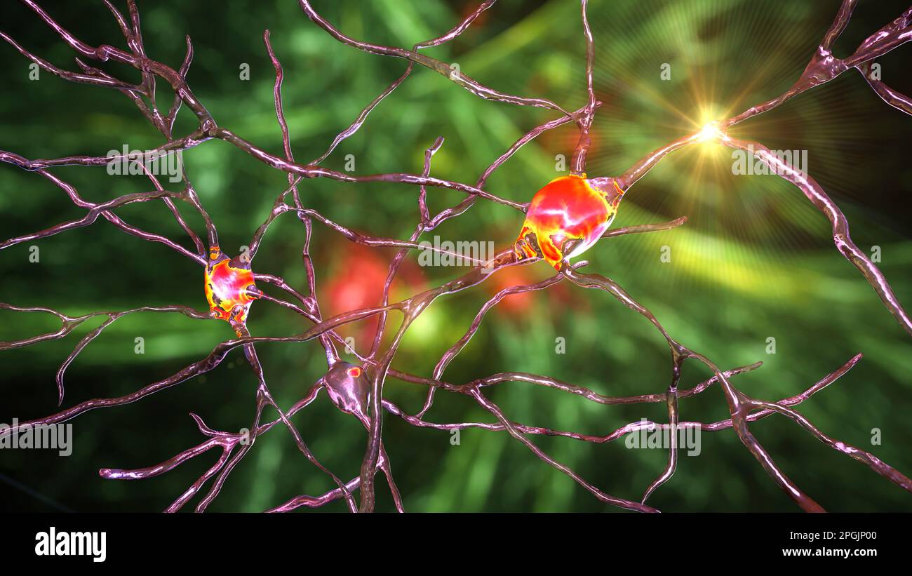Neurones du striatum dorsal, illustration informatique. Le striatum ...