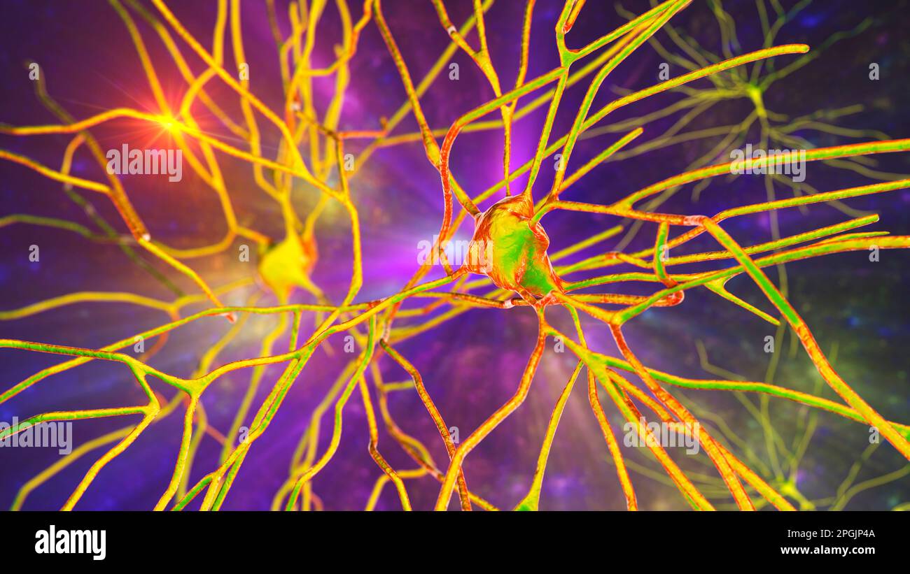 Neurones pyramidaux Banque de photographies et d’images à haute ...