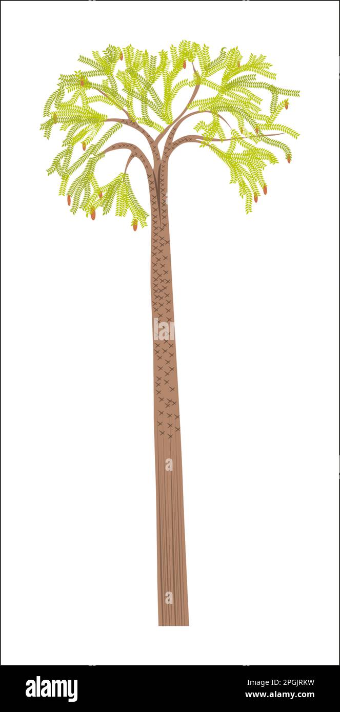 Arbre lepidodendron Banque de photographies et d’images à haute ...