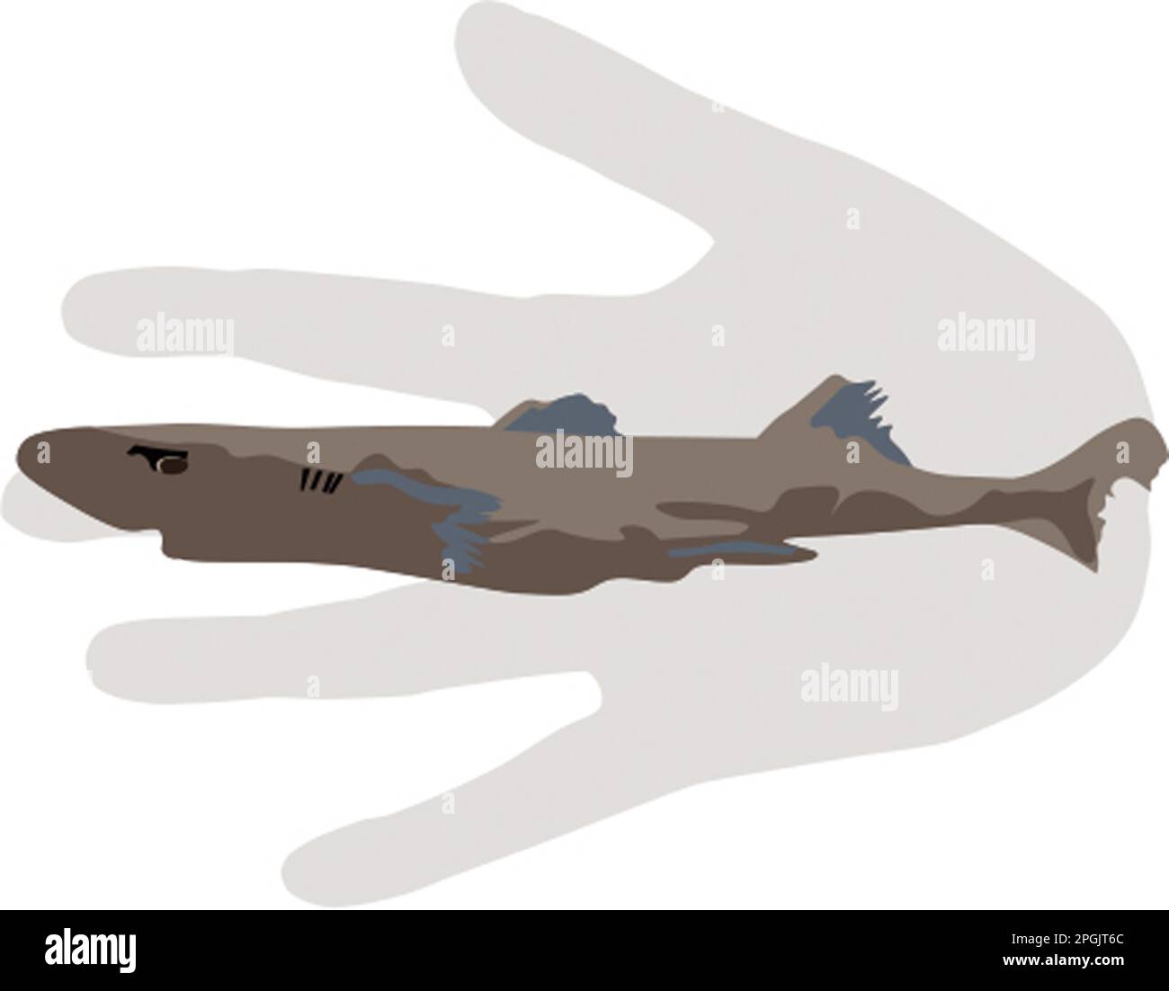 Requin nain Banque de photographies et d’images à haute résolution - Alamy